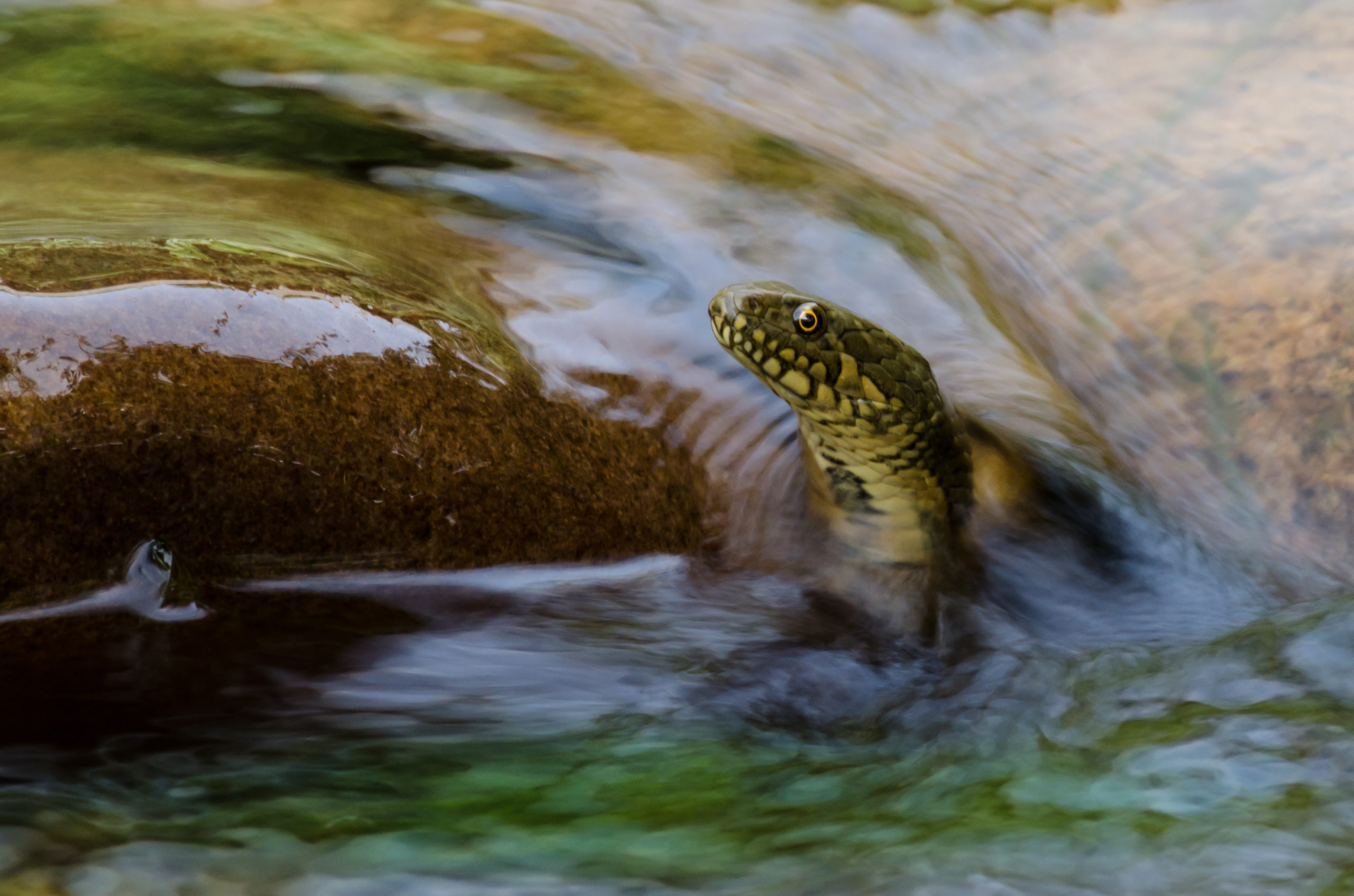Culebra1 - Digital Raw